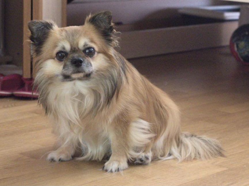 Чихуахуа ищет дом