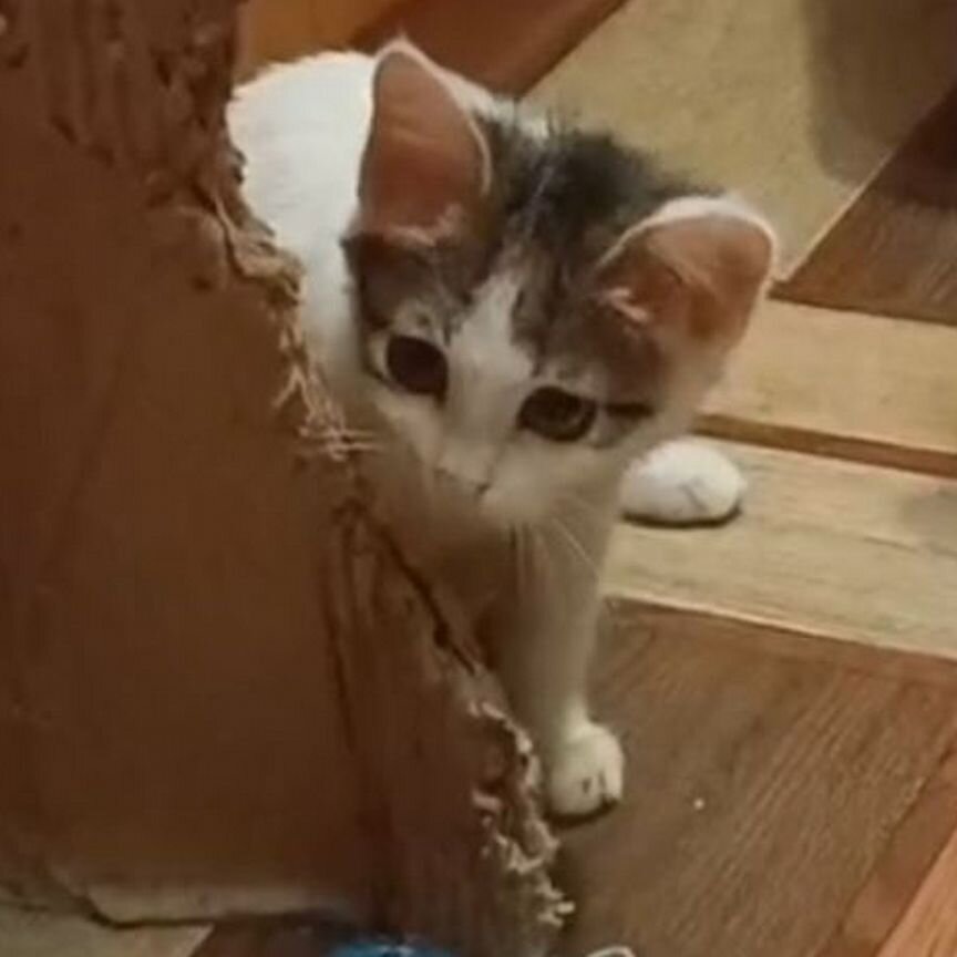 Котёнок в добрые руки