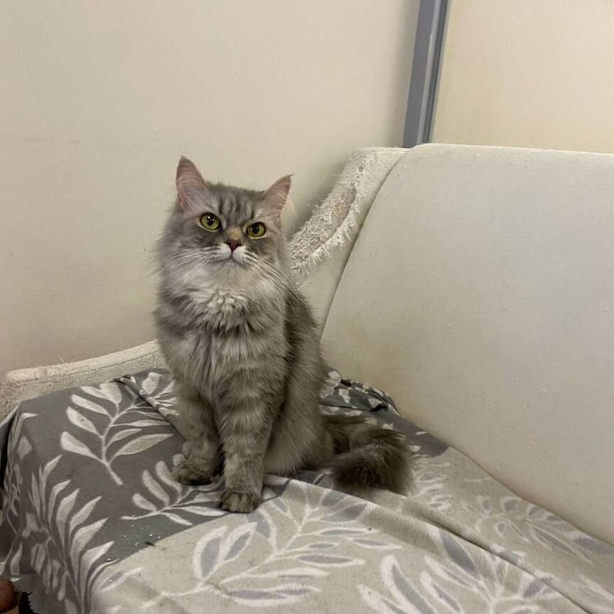 Ласковая кошечка