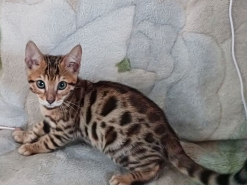 Бенгальские котята
