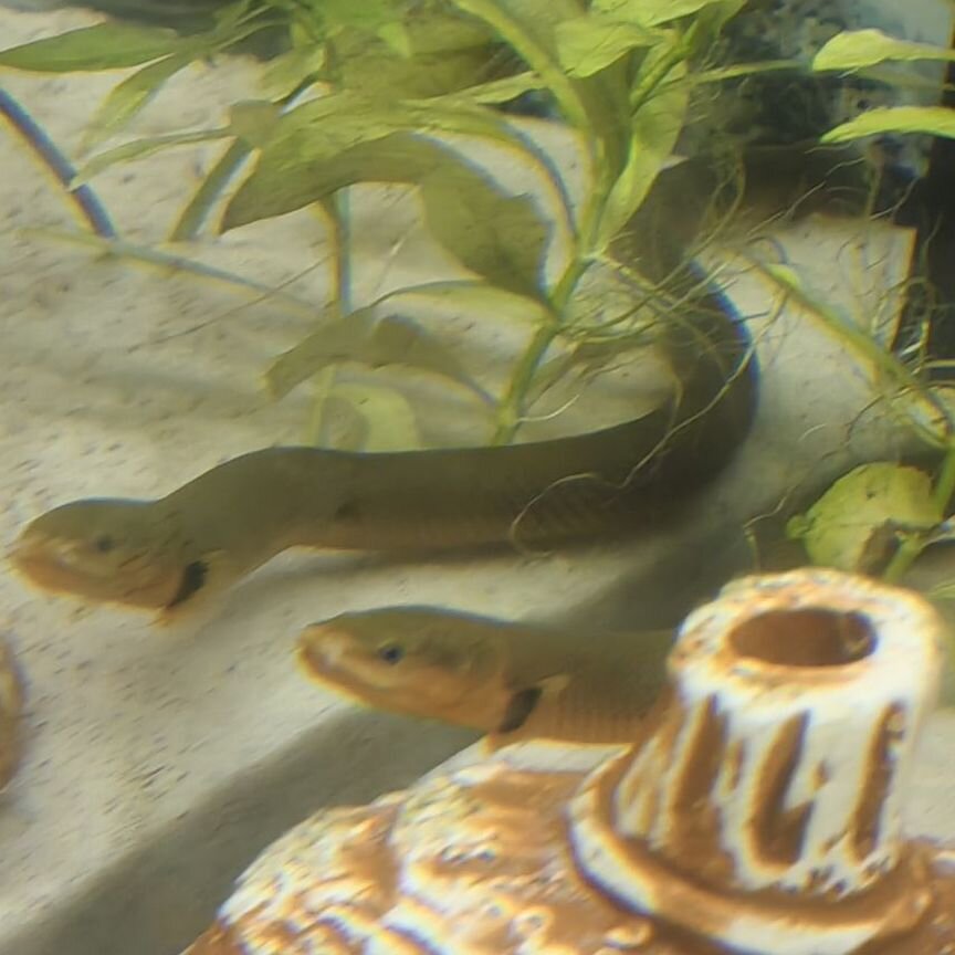 Рыба змея Каламоихт калабарский