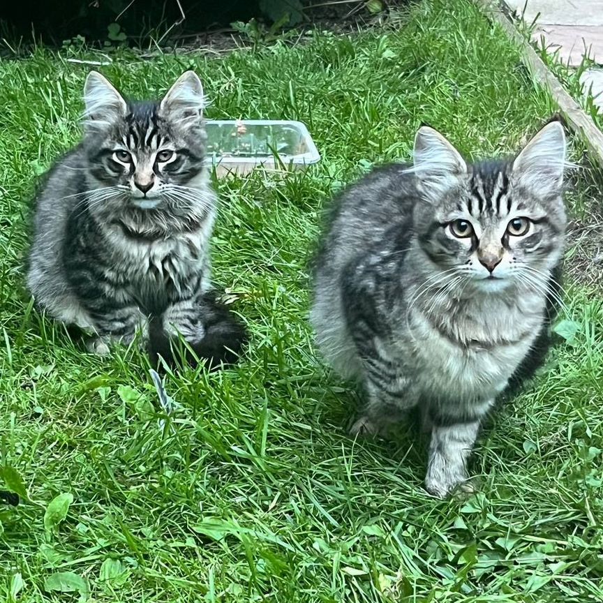 Мейн-кун котёнок