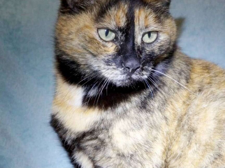 Кошка стерелизованная