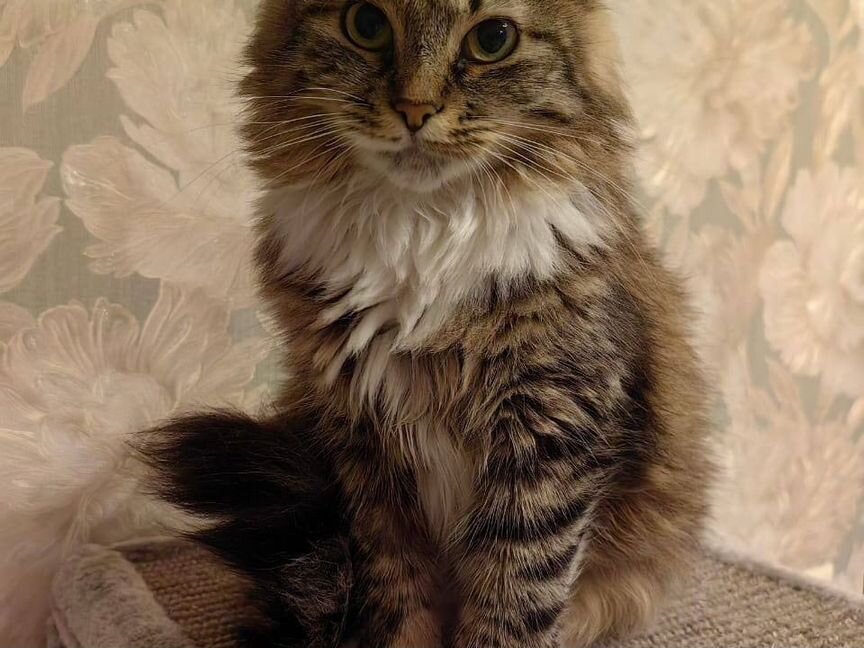 Сибирская кошечка ищет дом