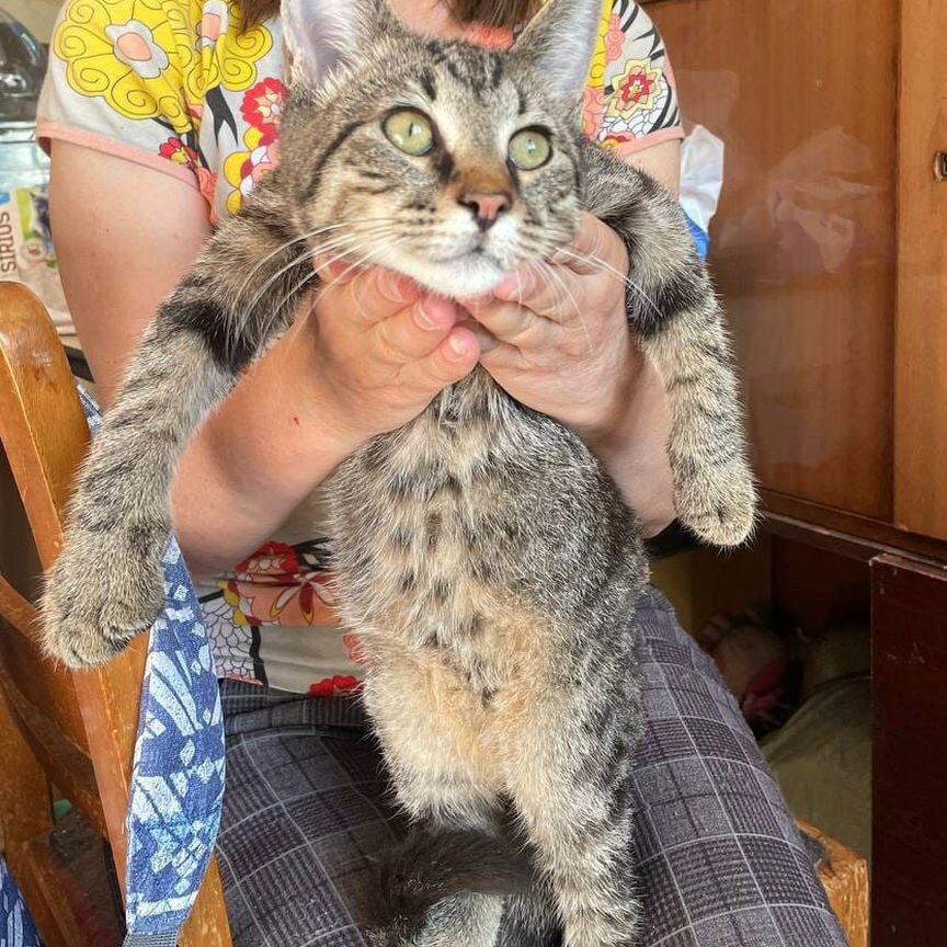 Котёнок подросток