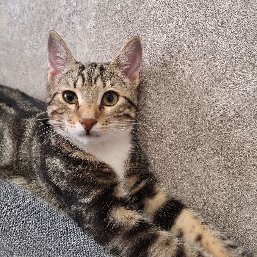 Кот в добрые руки