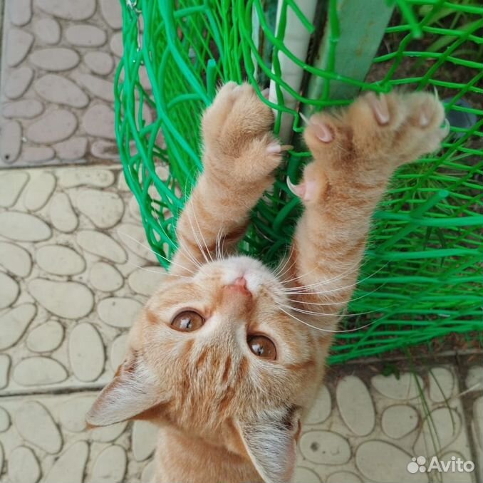 Рыжая малышка