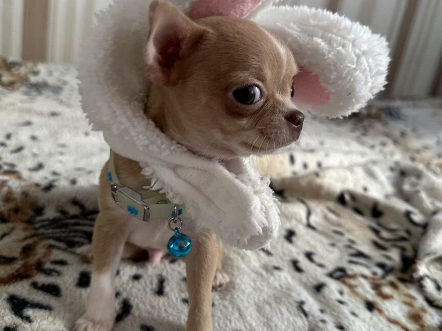 Чихуахуа мини мальчик