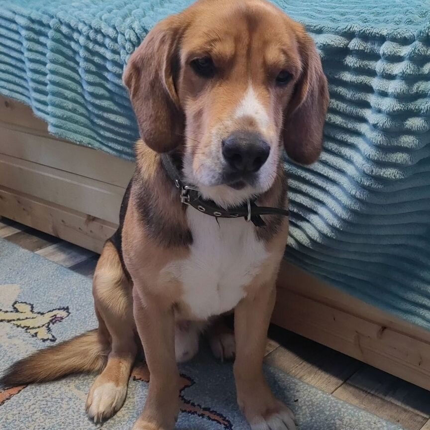 Бигль, взрослый пёс