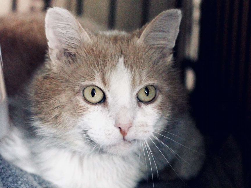 Никому не нужный кот бродяга