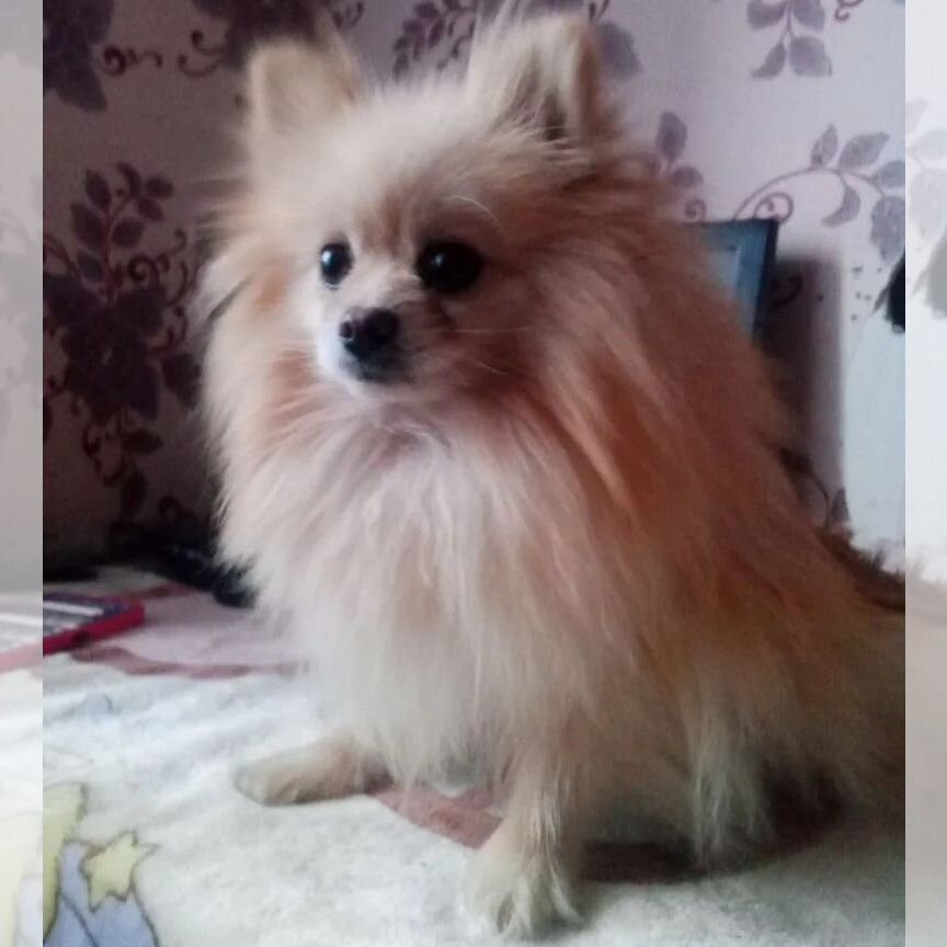 Померанский шпиц, взрослая собака