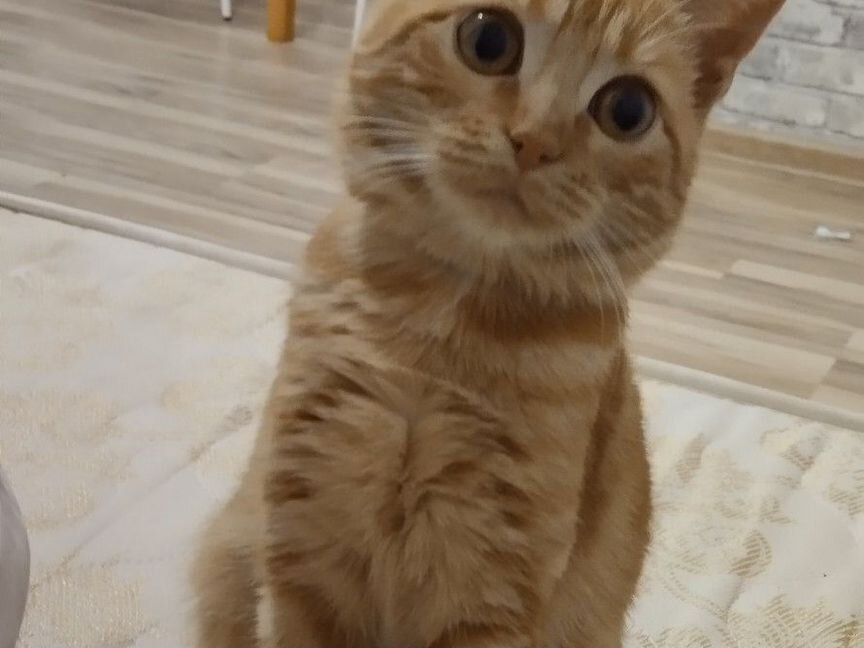 Полугодовалая кошечка в добрые руки