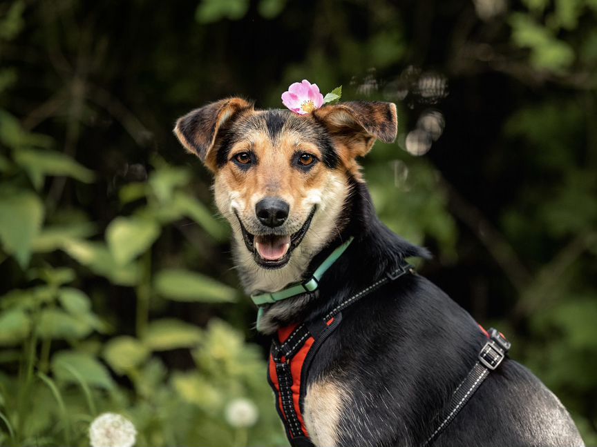 Небольшая собака в добрые руки