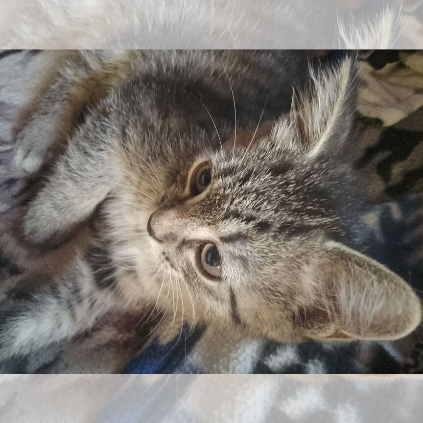 Котенок