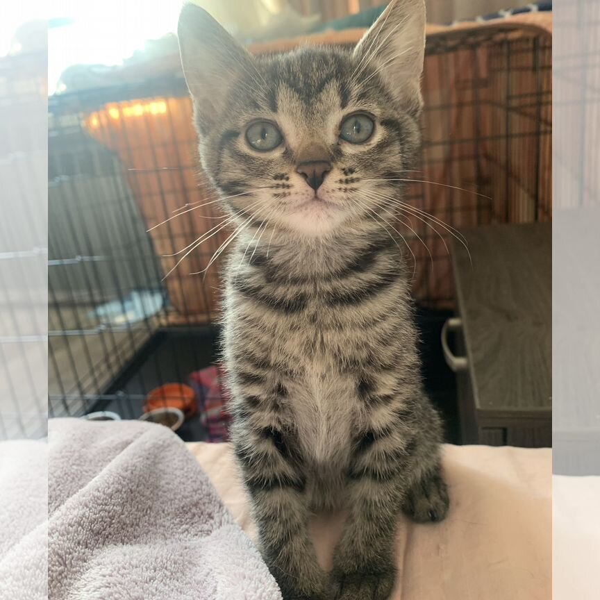 Котёнок в добрые руки