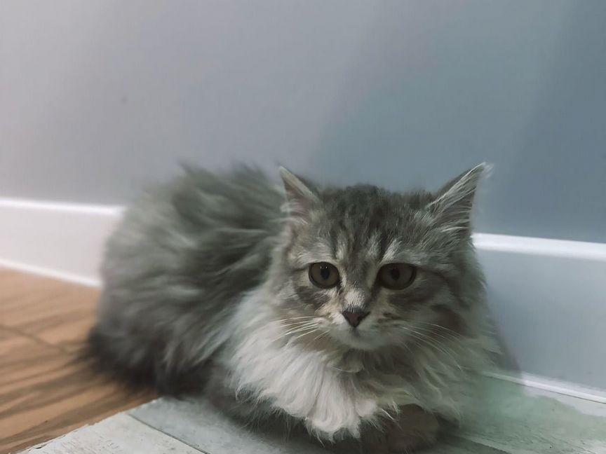 Сибирская кошка бесплатно
