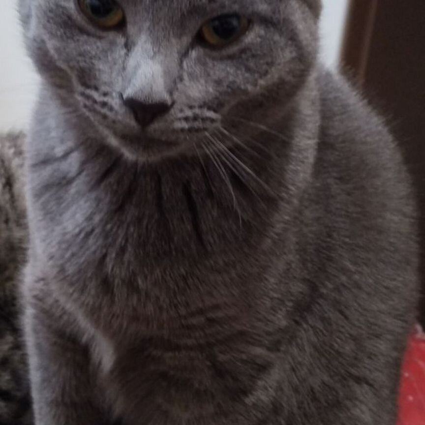 Котята бобтейл
