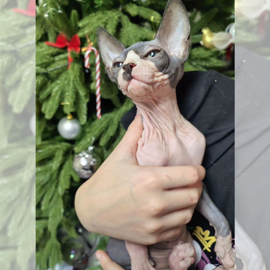 Канадский сфинкс котёнок