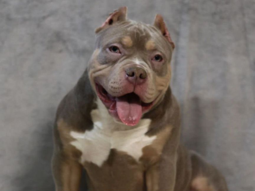 Девочка, Американский булли покет