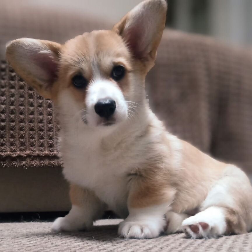 Вельш Корги Пемброк, щенок