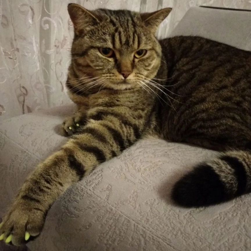 Кошечка в добрые руки