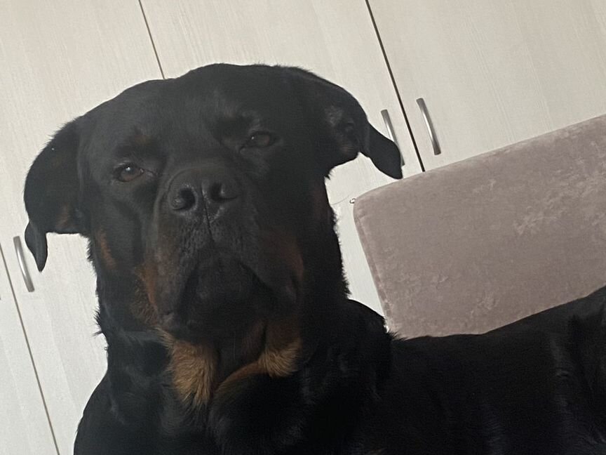 В добрые руки ротвейлер