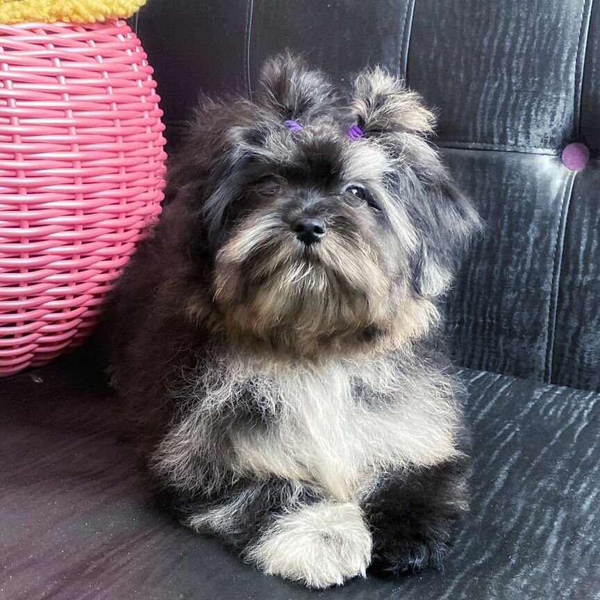 Мальтипу, щенок