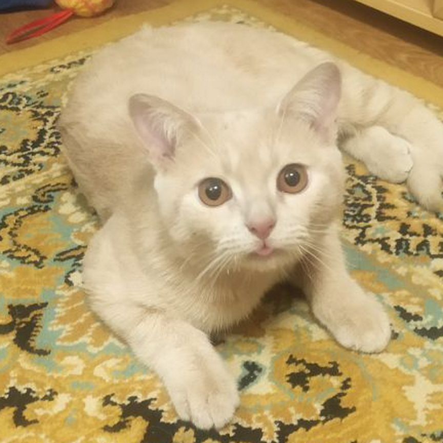 Молодой котик в добрые руки