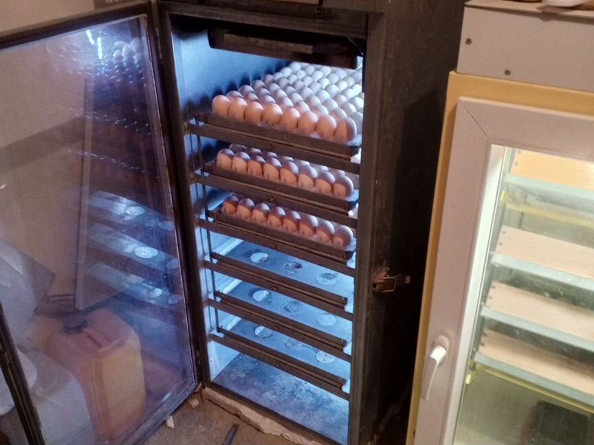 Цыплята бройлеры суточные