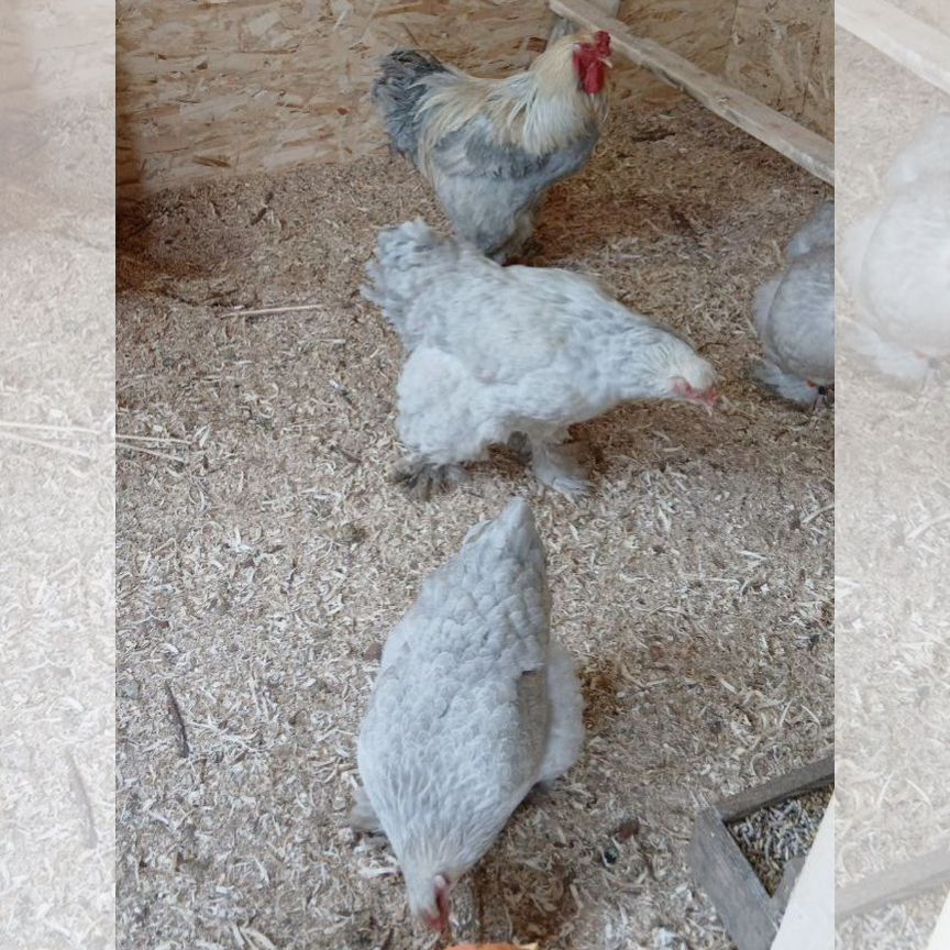 Инкубационное яйцо кур породы Брама Изабелла