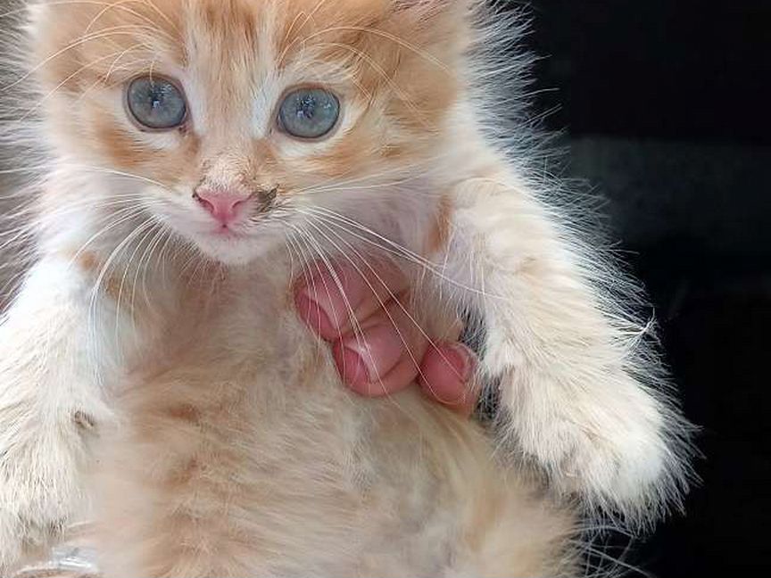 Кошка в дар