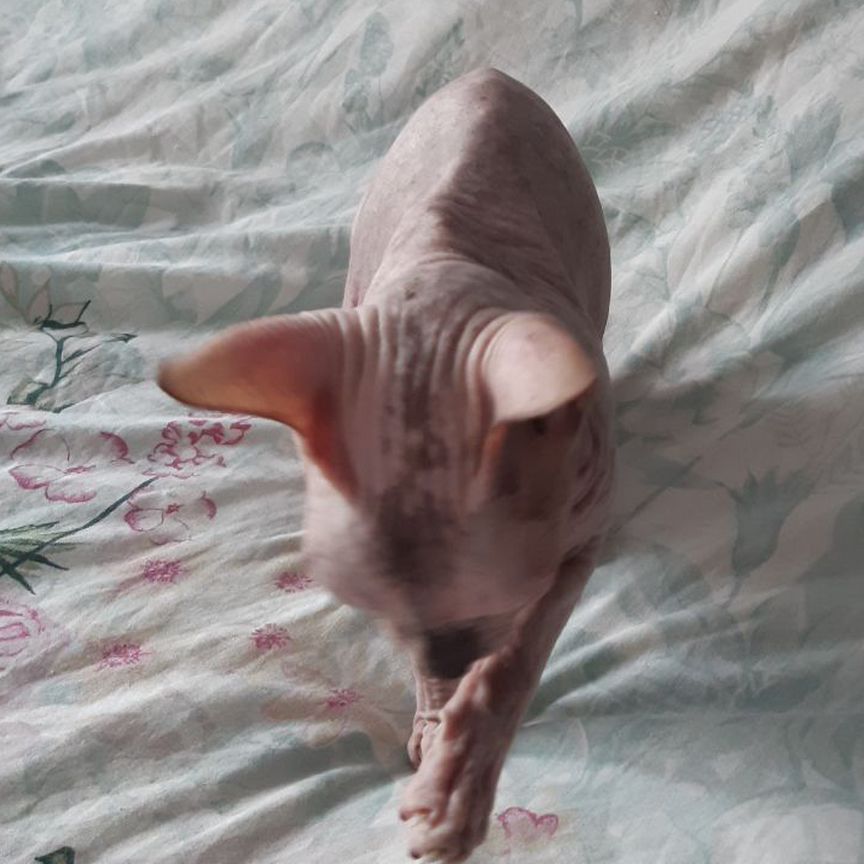 Канадский сфинкс, взрослая кошка