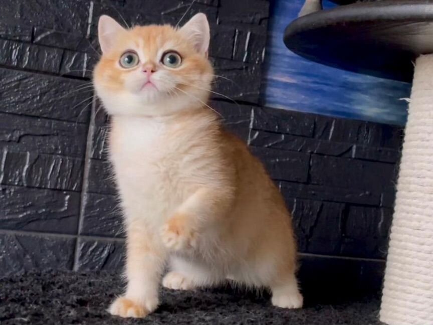 Клубная девочка