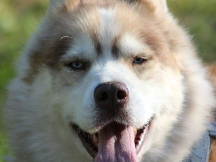 Хаски без 2х лап, передвигается отлично