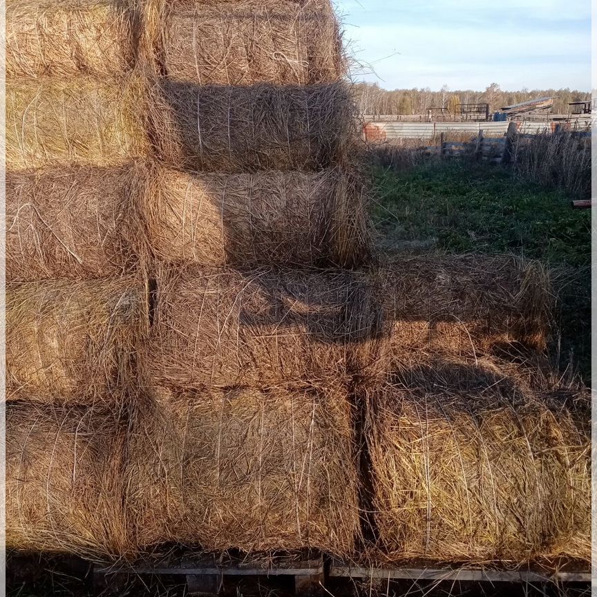 Продам сено в рулонах