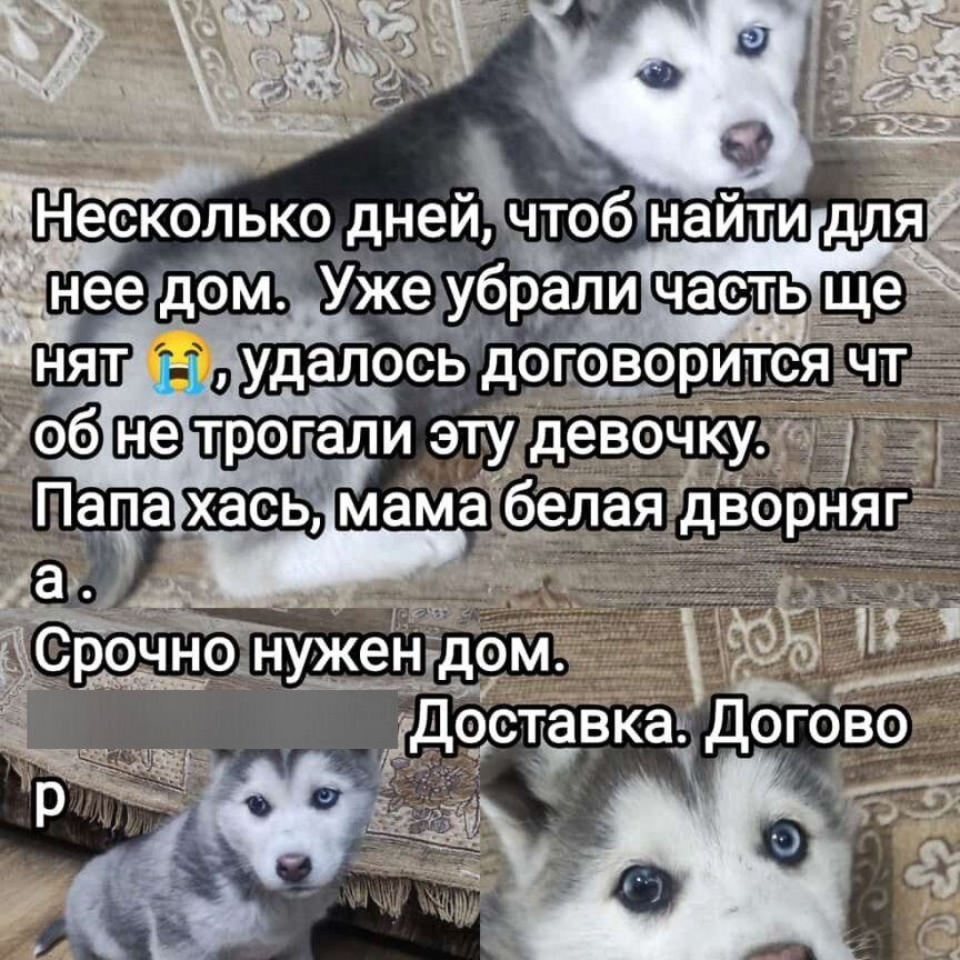 Спасите девочку-хаски