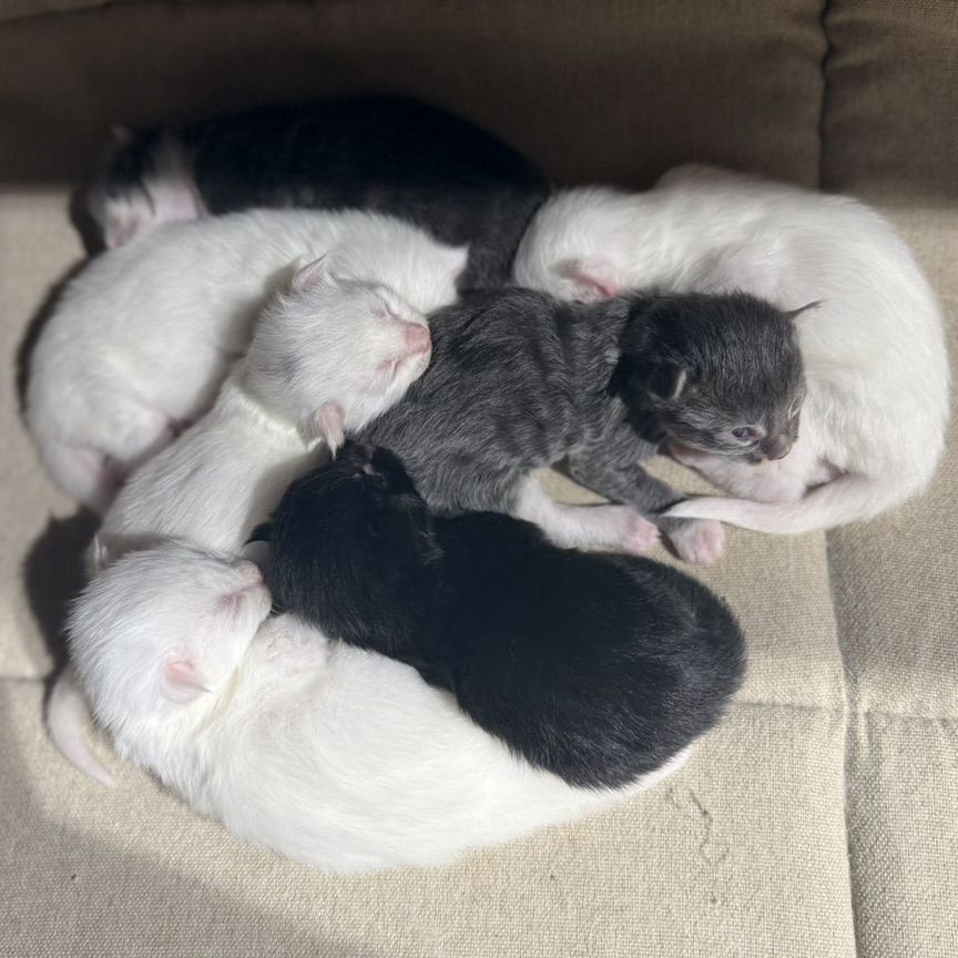 Мейн-кун котёнок