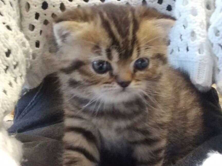 Котёнок