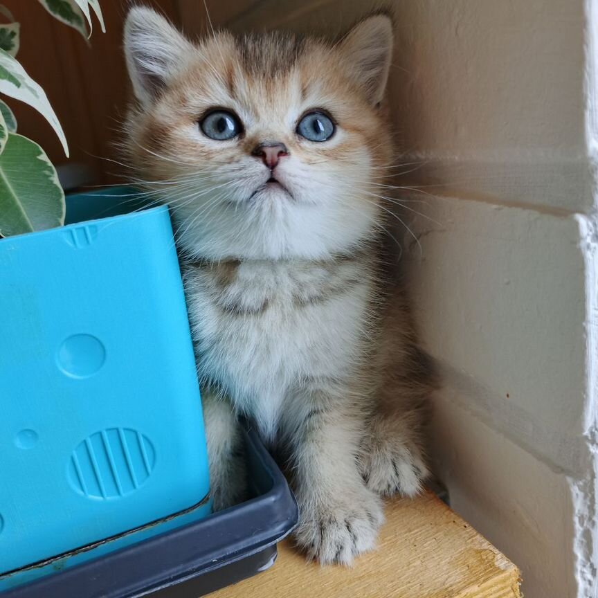 Шотландский прямоухий короткошёрстный котёнок