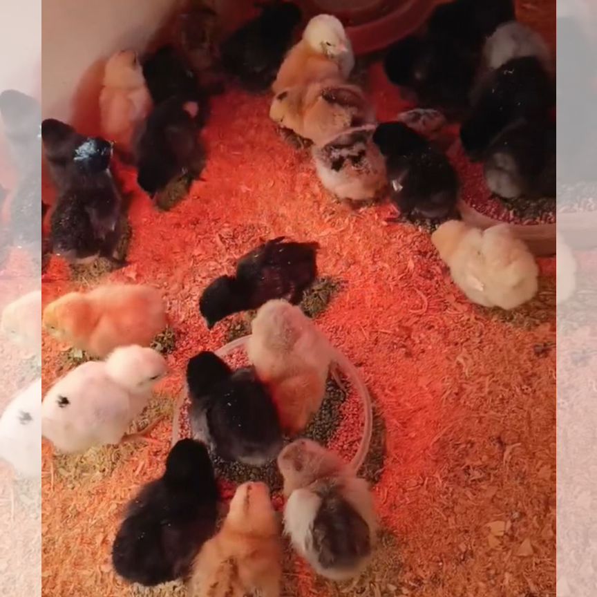 Цыплята суточные несушки