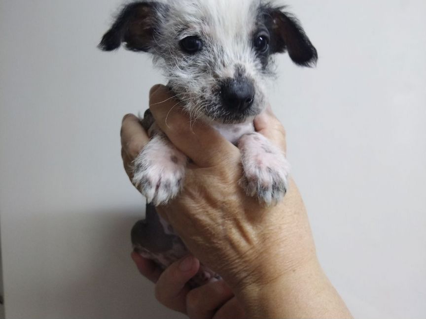 Щенок смесь китайского хохлатого и помеси таксы