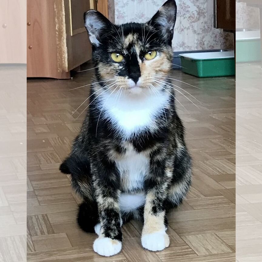 Шанс на пристройство