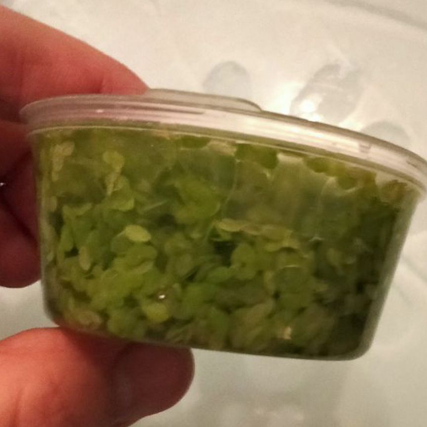 Ряска в аквариум