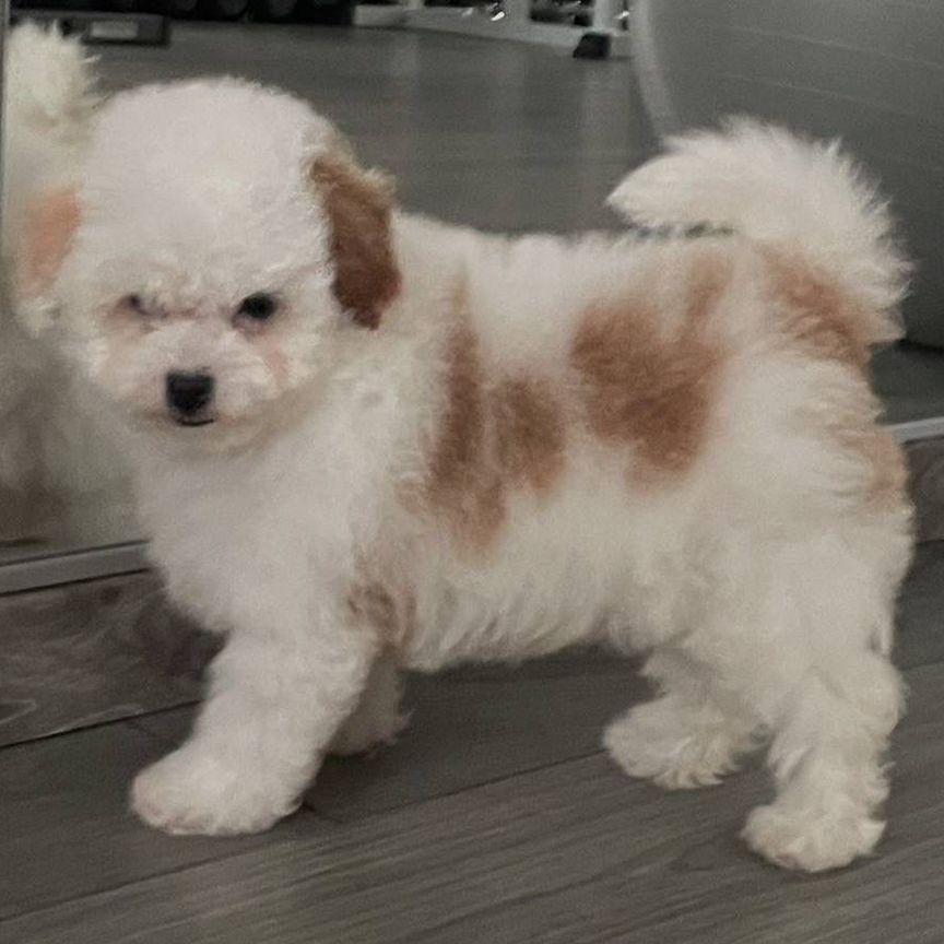 Той-пудель, щенок