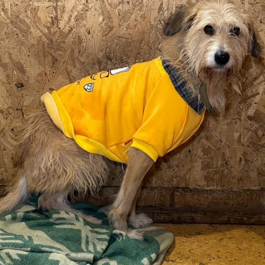 Взрослая собака в добрые руки