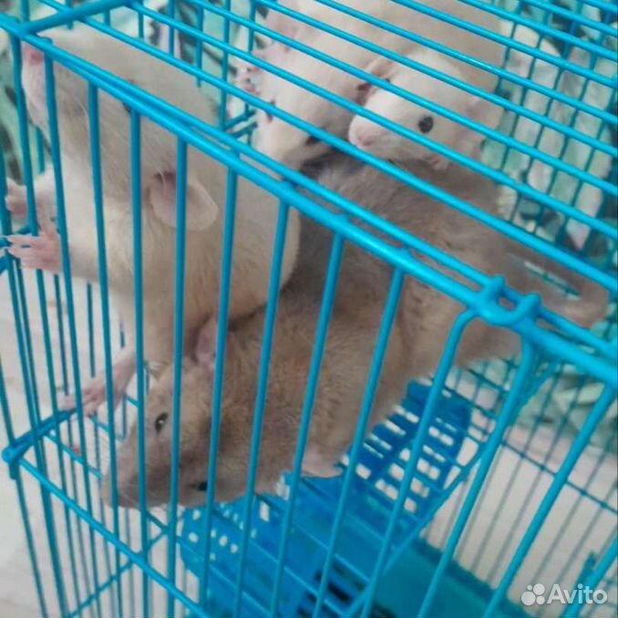 Малыши Дамбо