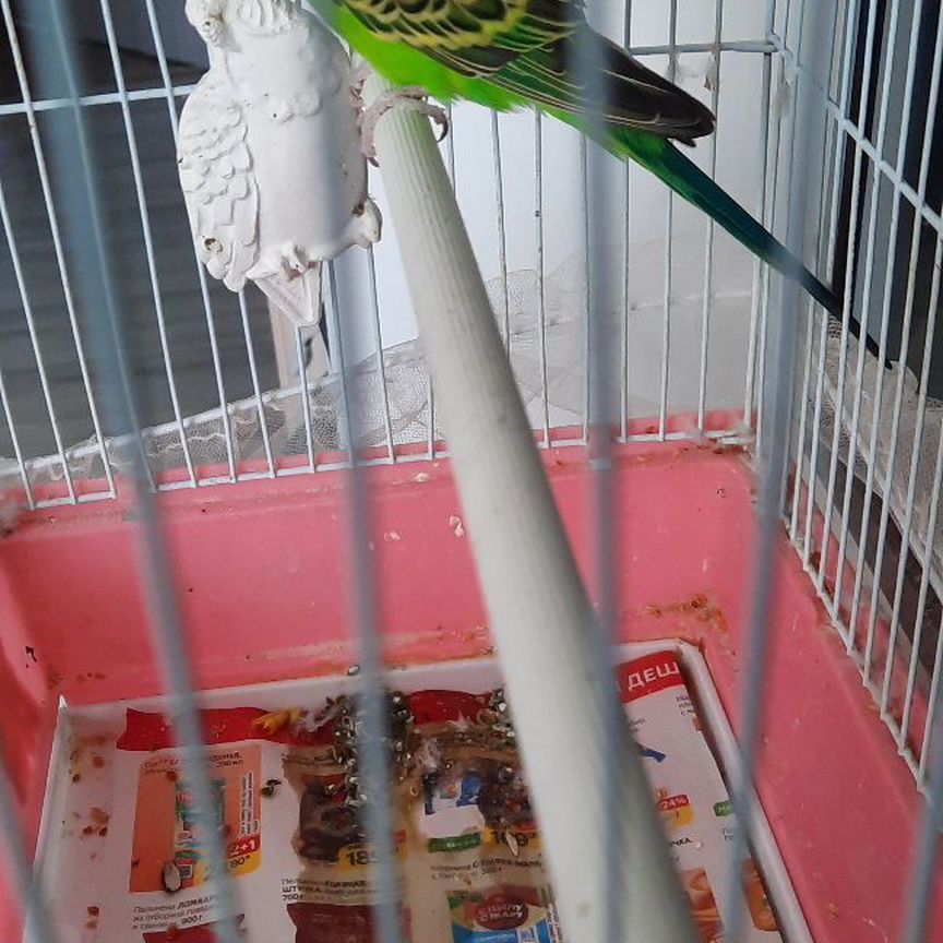 Волнистый попугай