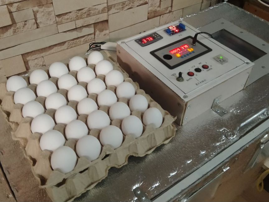 Яйца на инкубацию