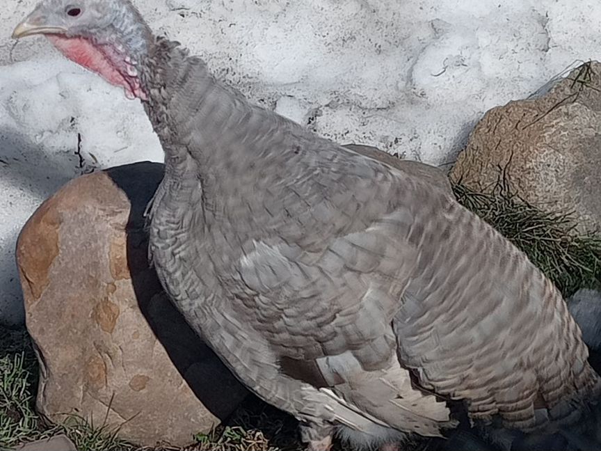 Индюшка наседка