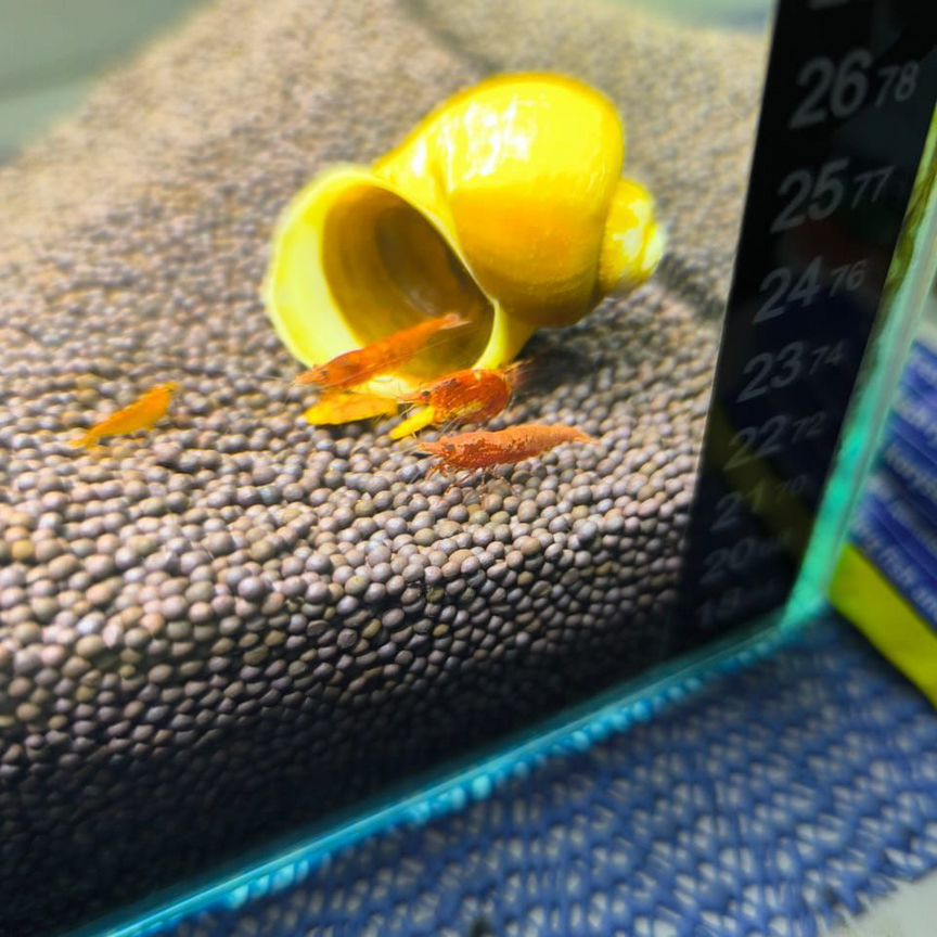 Улити, креветки